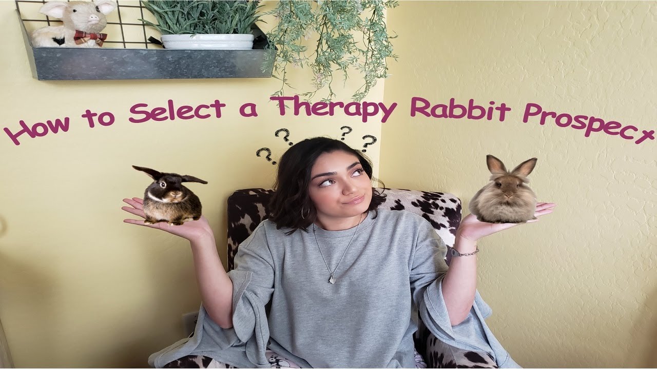 How to Select a Therapy Rabbit Prospect - YouTube