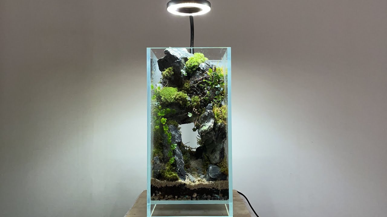 내맘대로 만들어 본 미니 테라리움/팔루다리움/Small rock terrarium/mini terrarium/paludarium ...