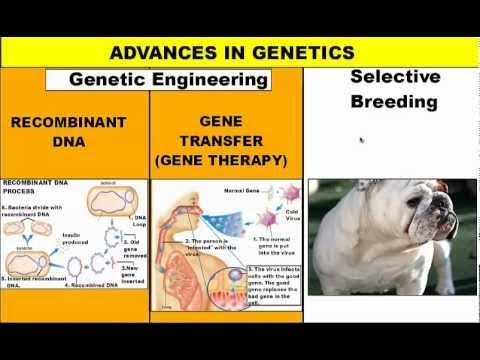 Genetic Engineering and Selective Breeding - YouTube