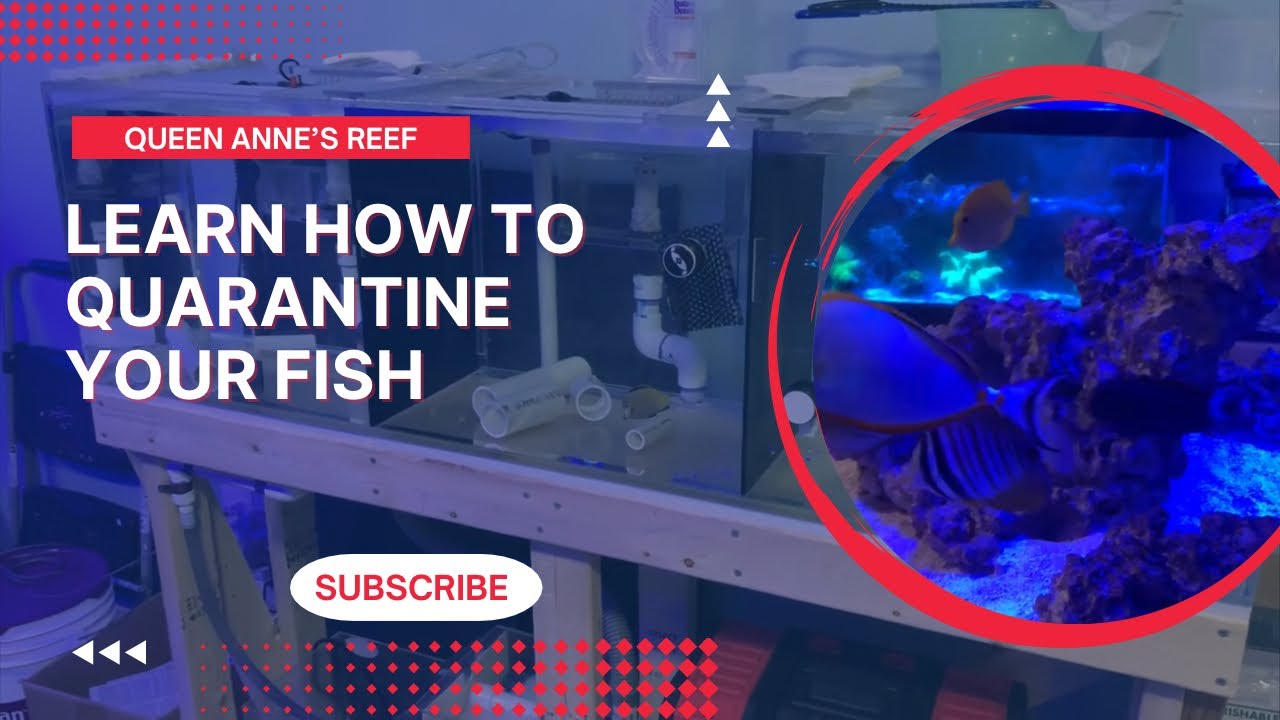 How to Quarantine Your Marine Fish - YouTube
