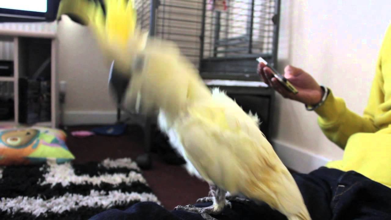 Parrot dancing to drum and bass! - YouTube