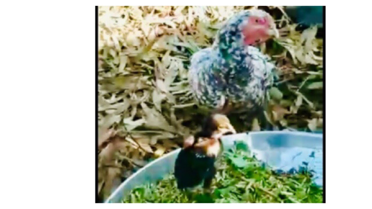 Tiger hen ! Tiger aseel hen and chick ! Unique colour hen ! Cheeni madi ...