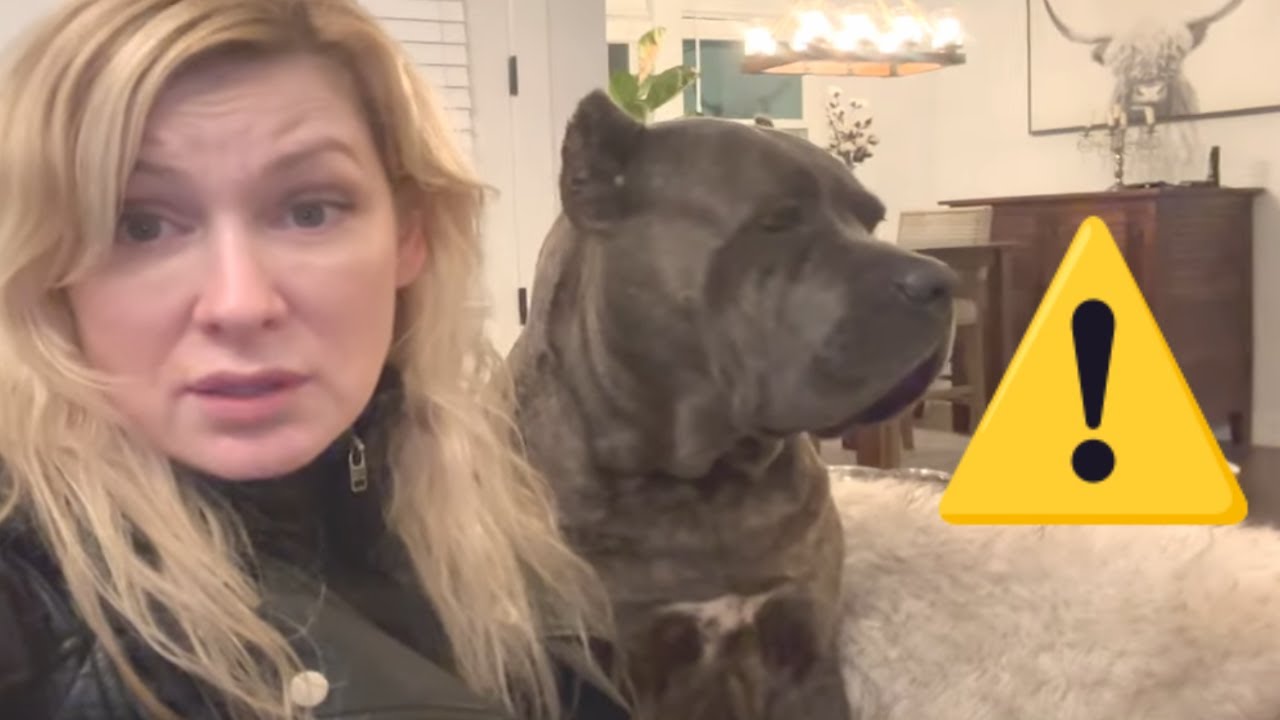 An Excited CANE CORSO Dog is DANGEROUS: Teaching Not to JUMP - YouTube