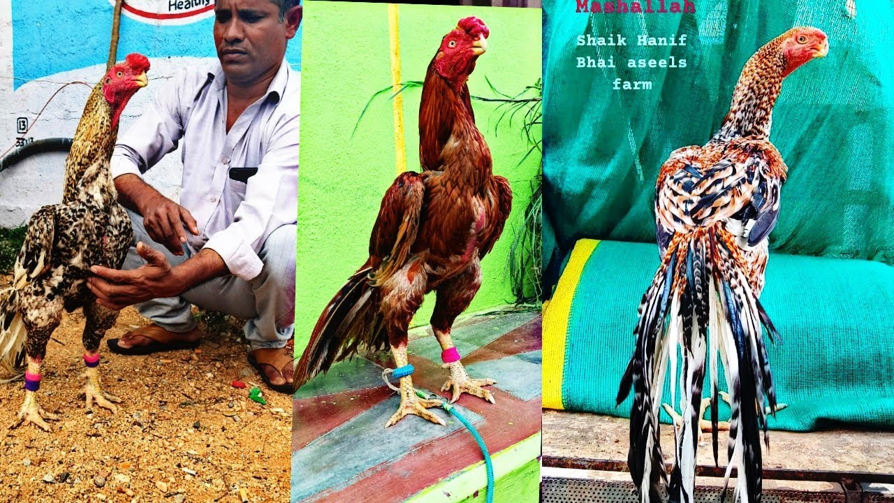 Parrot Beak Long Tail Aseel collection - YouTube