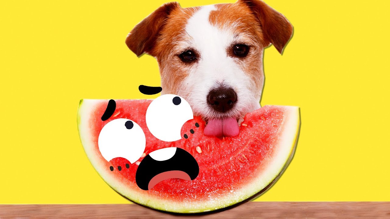 What happened to these marvelous fruits? - Doodland #80 - YouTube