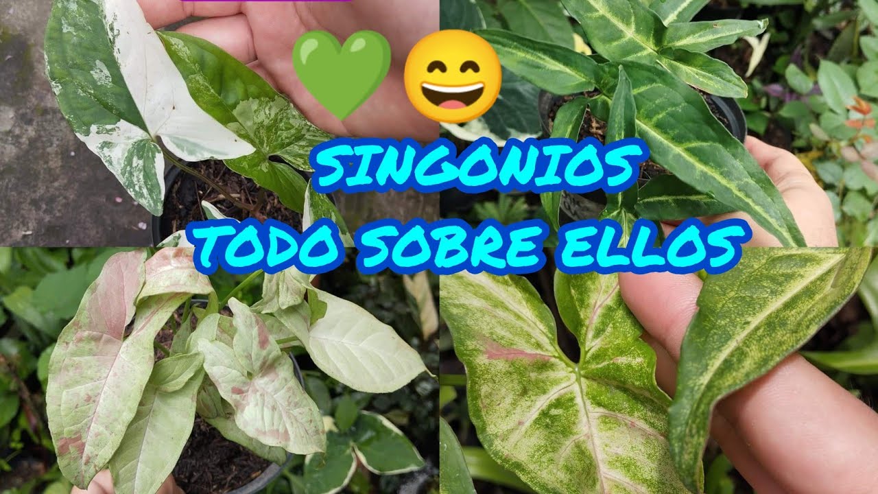 5 VARIEDADES DE SINGONIO O SINGONIUM,HERMOSAS PLANTAS DE INTERIOR ...