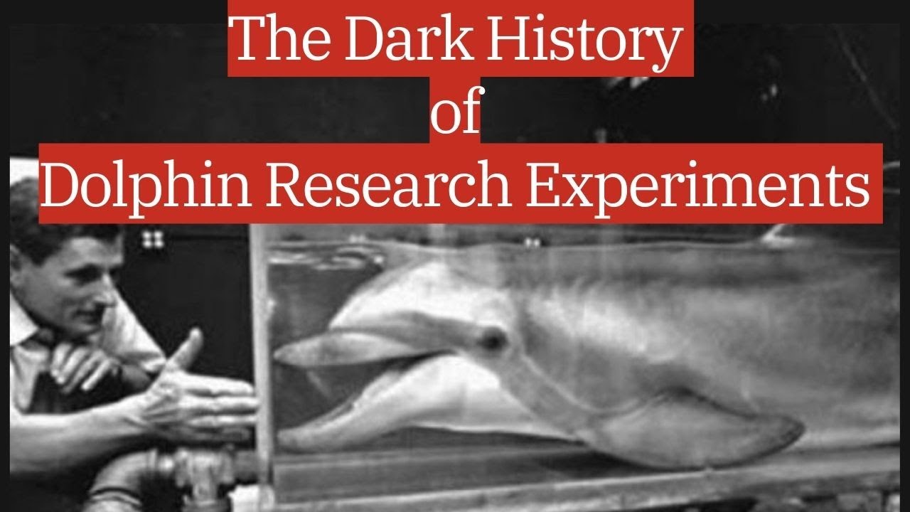 NASA's Disturbing Dolphin Research | Interspecies "Relations" and LSD ...