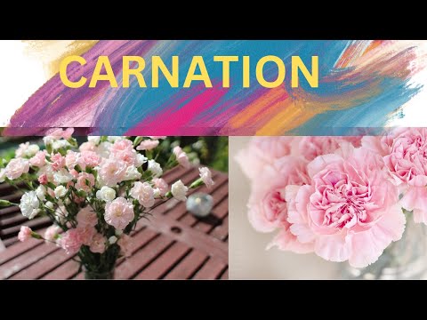 Where Are Carnations Native To