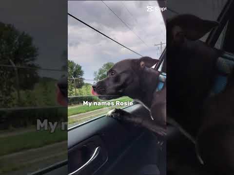 Do you have any pets?#cute#dog - YouTube