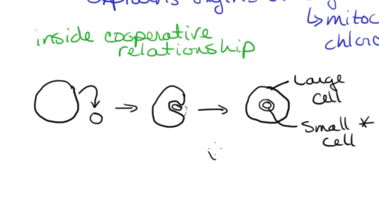 4 Endosymbiotic Theory HD - YouTube