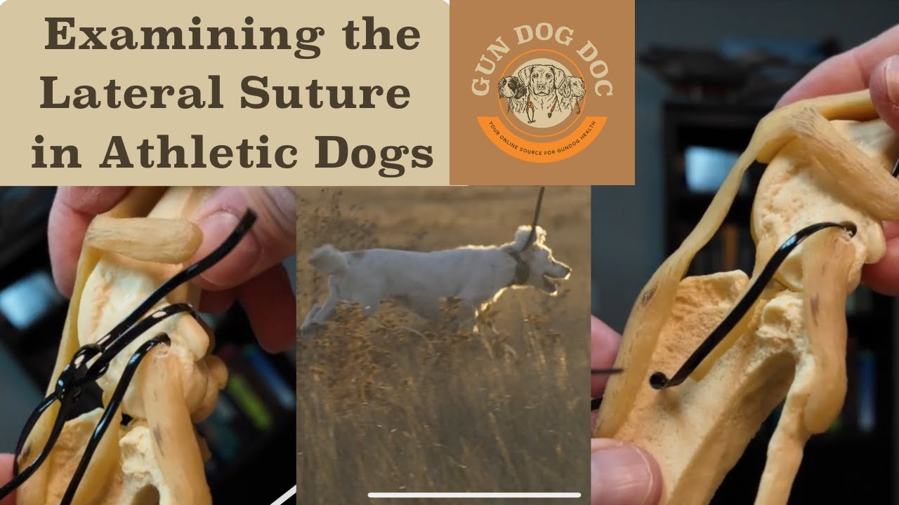 Examining the Lateral Suture in Athletic Dogs - YouTube