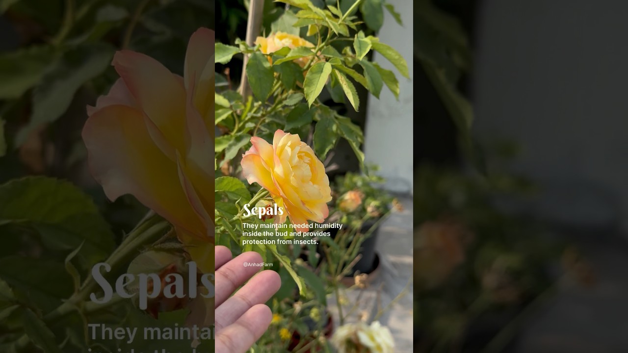 Sepals of Rose & Tepals of Lily | Punjabi | Anhad Farm #flowers - YouTube