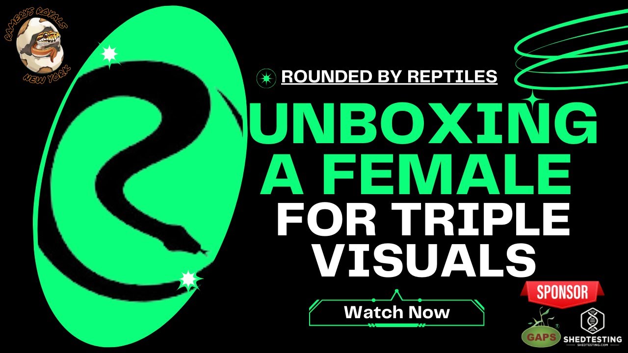 Unboxing My Future into a Triple Recessive Ball Python! #ballpython #reptiles #snake - YouTube