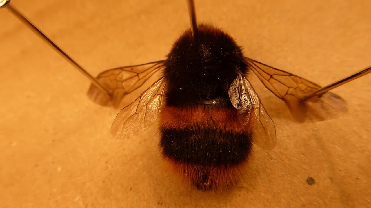 Dissecting a White Tailed Bumblebee (with bonus parasite) - YouTube