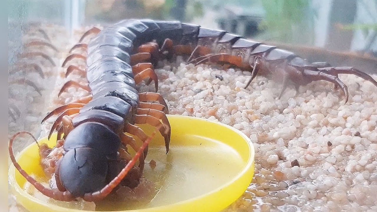 Yummy Yummy - Centipede eating show - YouTube