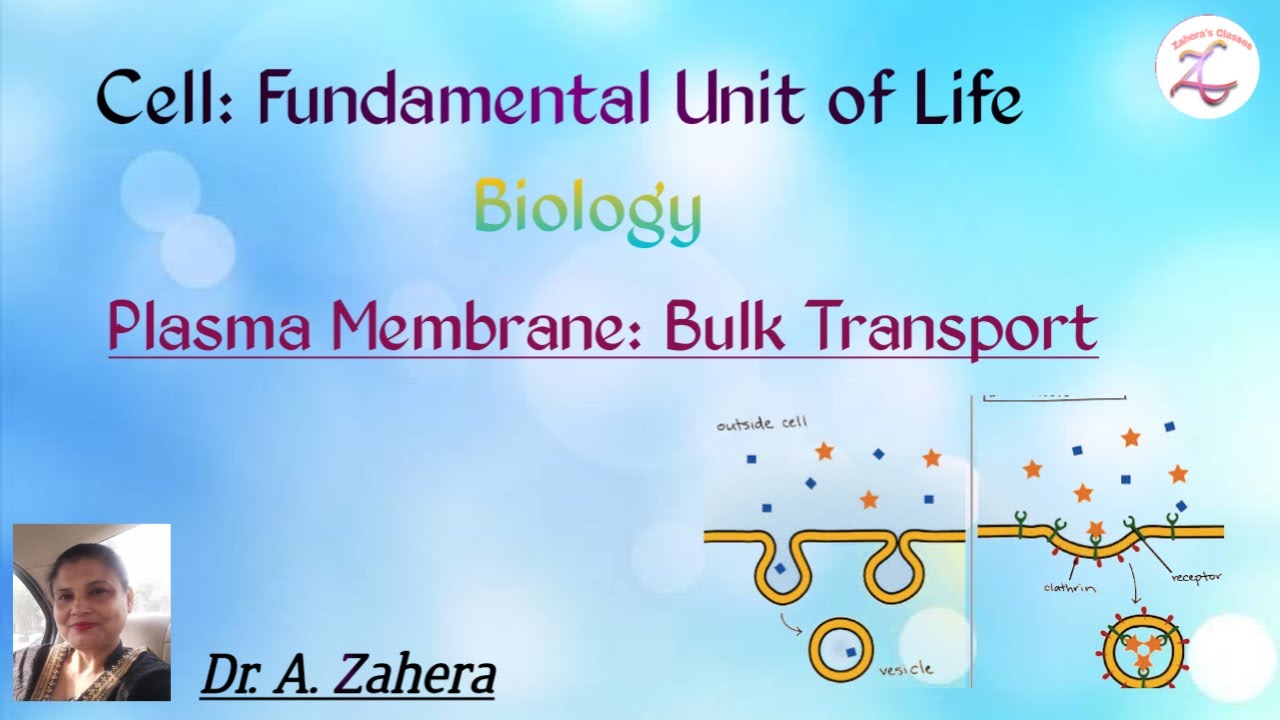 PLASMA MEMBRANE: BULK TRANSPORT l BIOLOGY l थोक परिवहन - YouTube