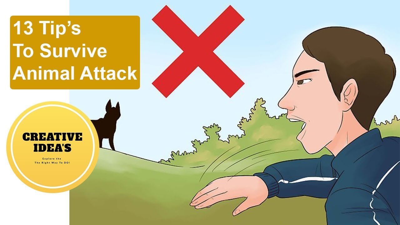13 Tips on How to Survive Wild Animal Attacks | Creative Ideas - YouTube