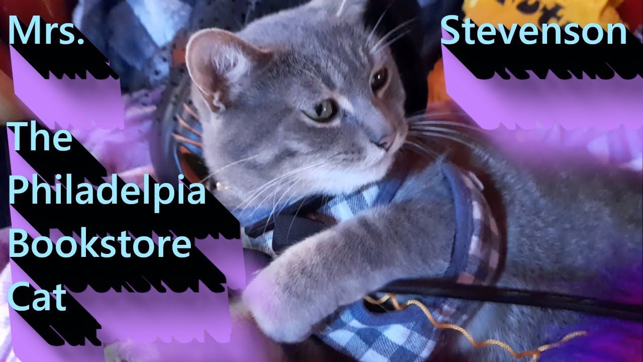 Mrs Stevenson The Philadelphia Bookstore Cat - YouTube