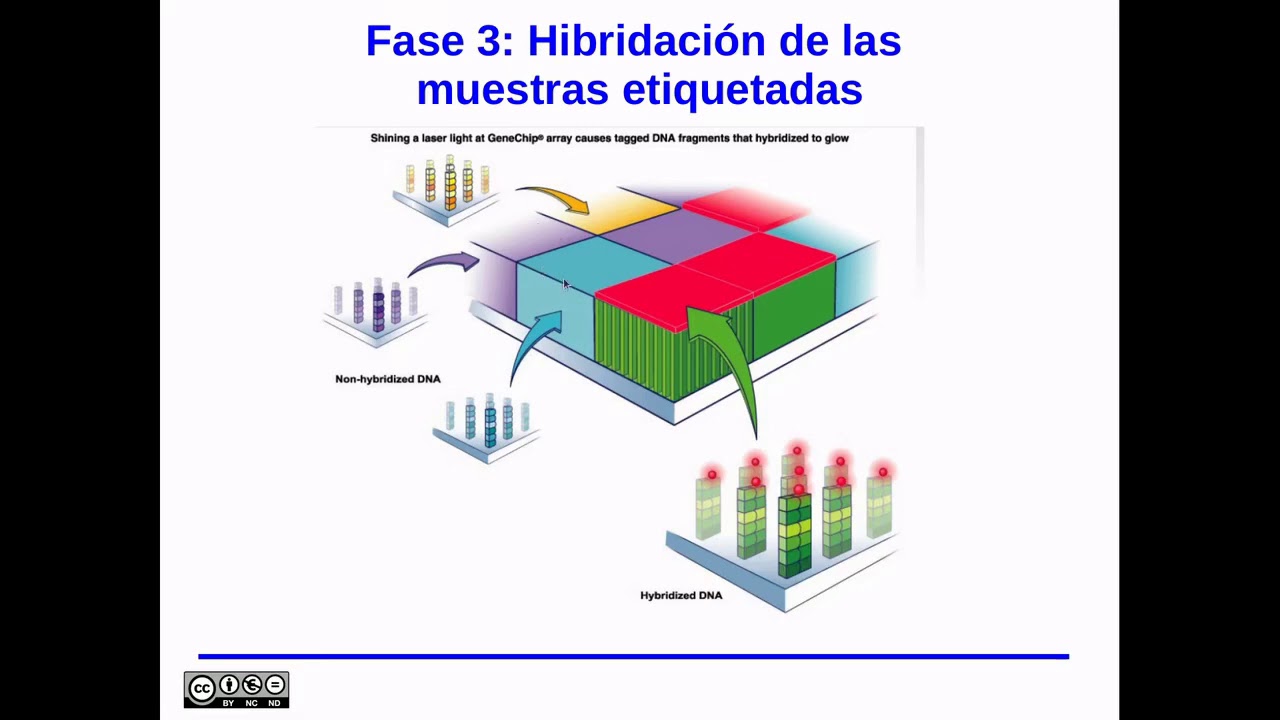 Análisis de microarrays con R: Introducción, análisis de la calidad y ...