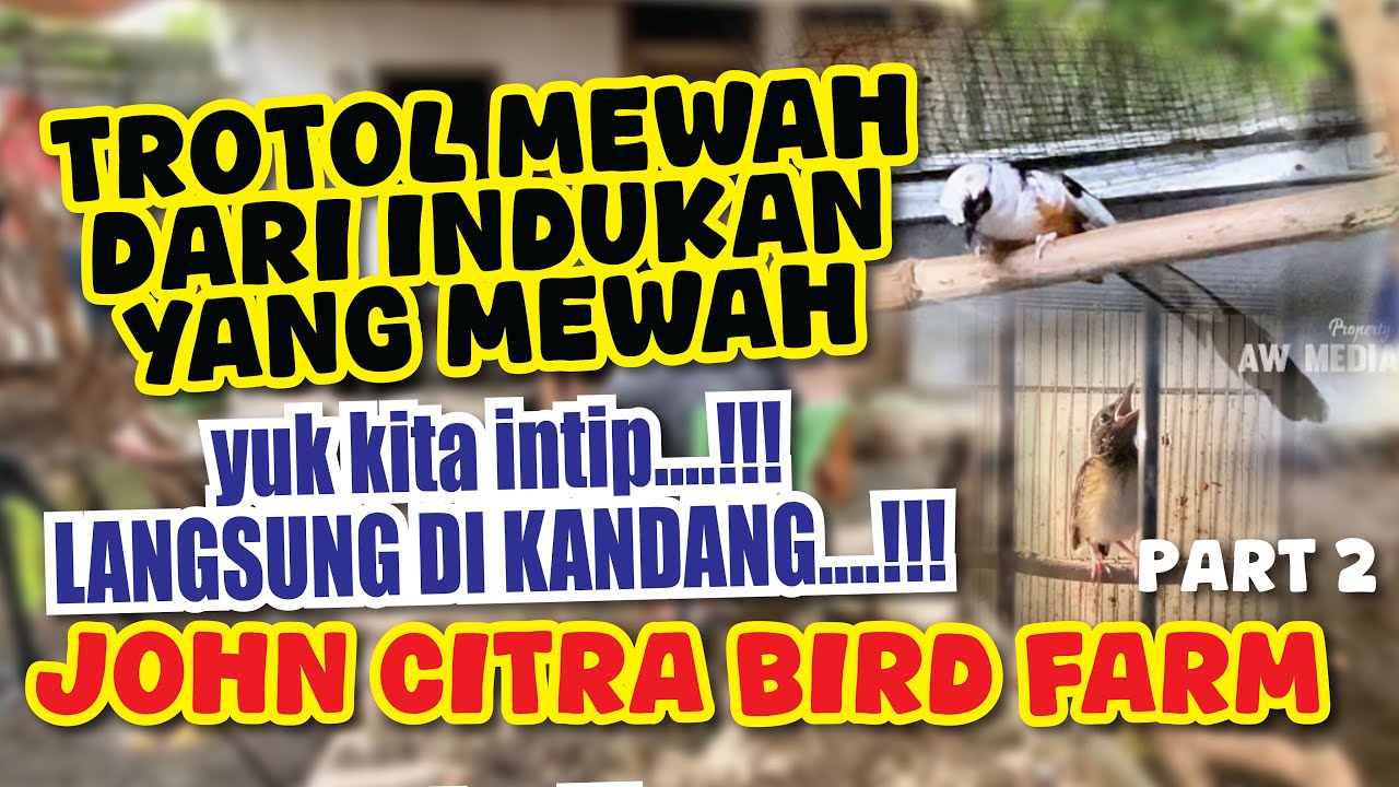 TROTOL MEWAH DARI INDUKAN MEWAH, ADA DI SINI......|| JOHN CITRA BIRD ...