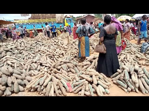 Nkwo Igbo-Ukwu Yam Market: How It Become A Popular Yam Market in ...