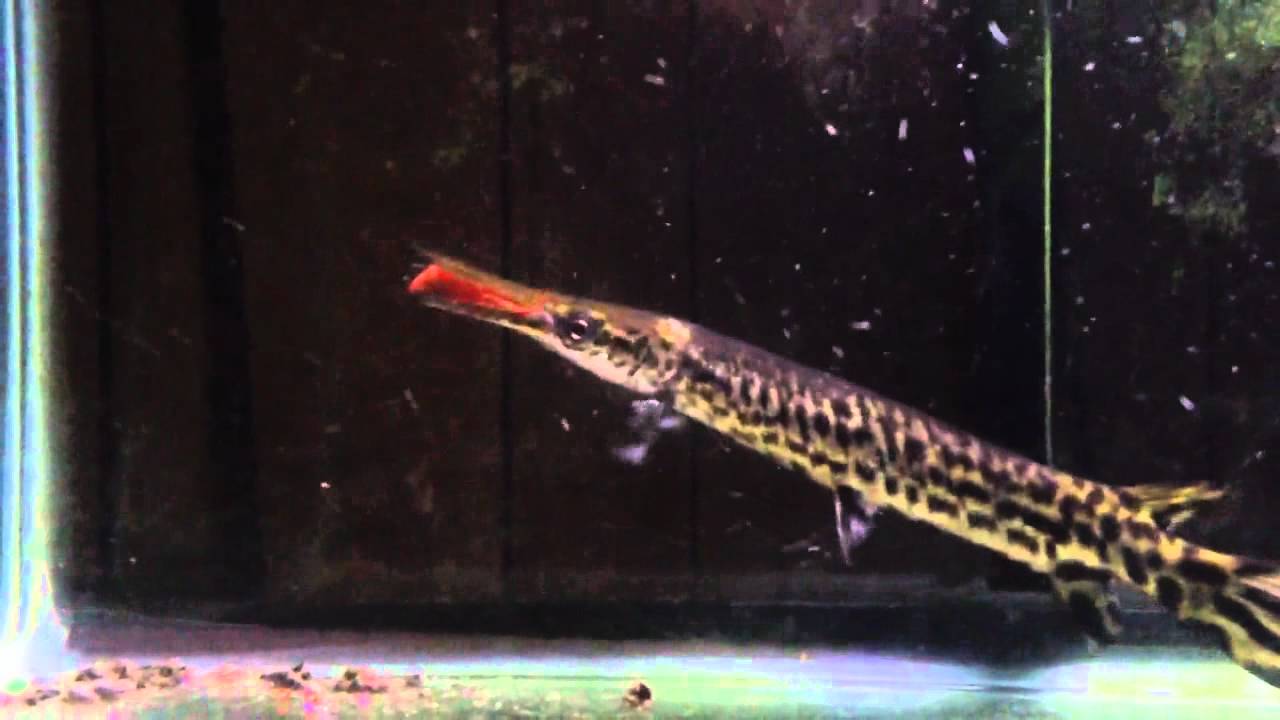 Alligator gar eating - YouTube