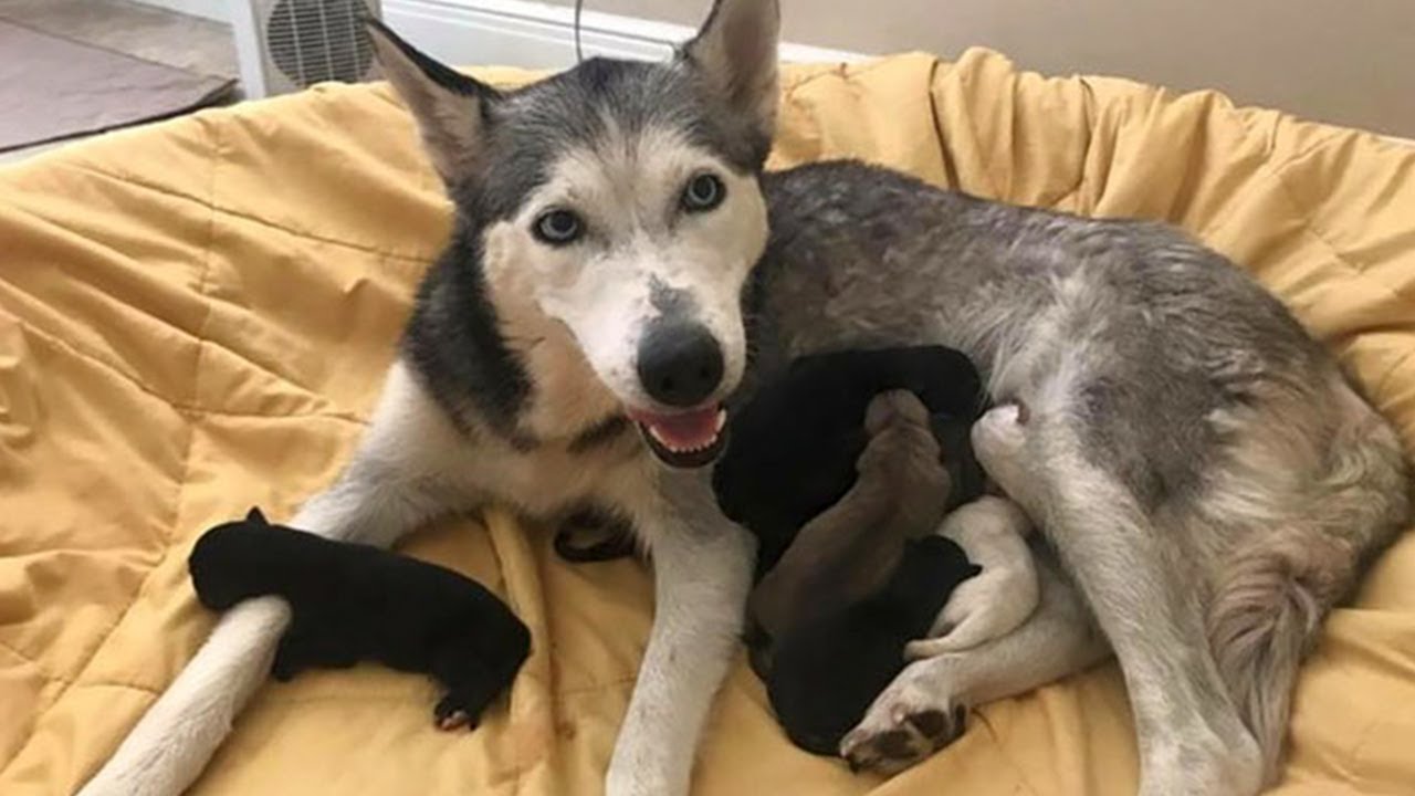 Mother Husky giving birth to cute pups - YouTube