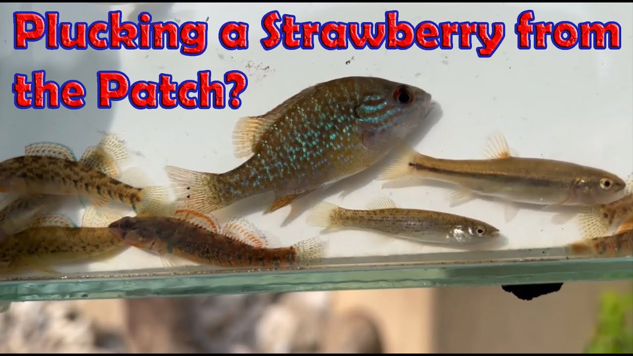 Microfishing: Missouri - Show Me Fish, Day 4, Pt 3 - YouTube