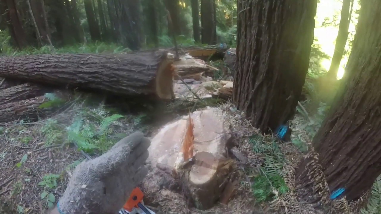 The Faller's Corner - HARD Side Leaning Tree, Sizwell AND A Triple ...