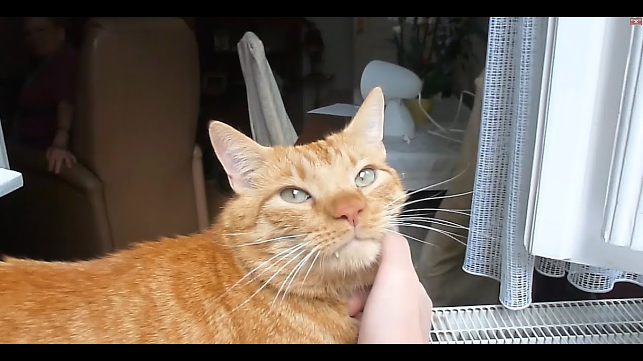 Tomcat / Cute Cat - YouTube