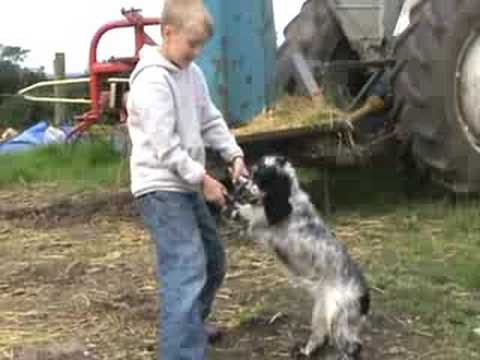 ballroom dancing - with a dog - YouTube