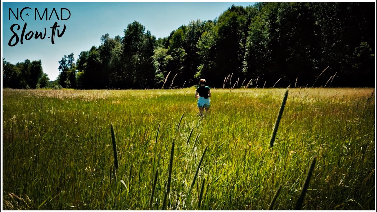 Windy Summer Field - YouTube