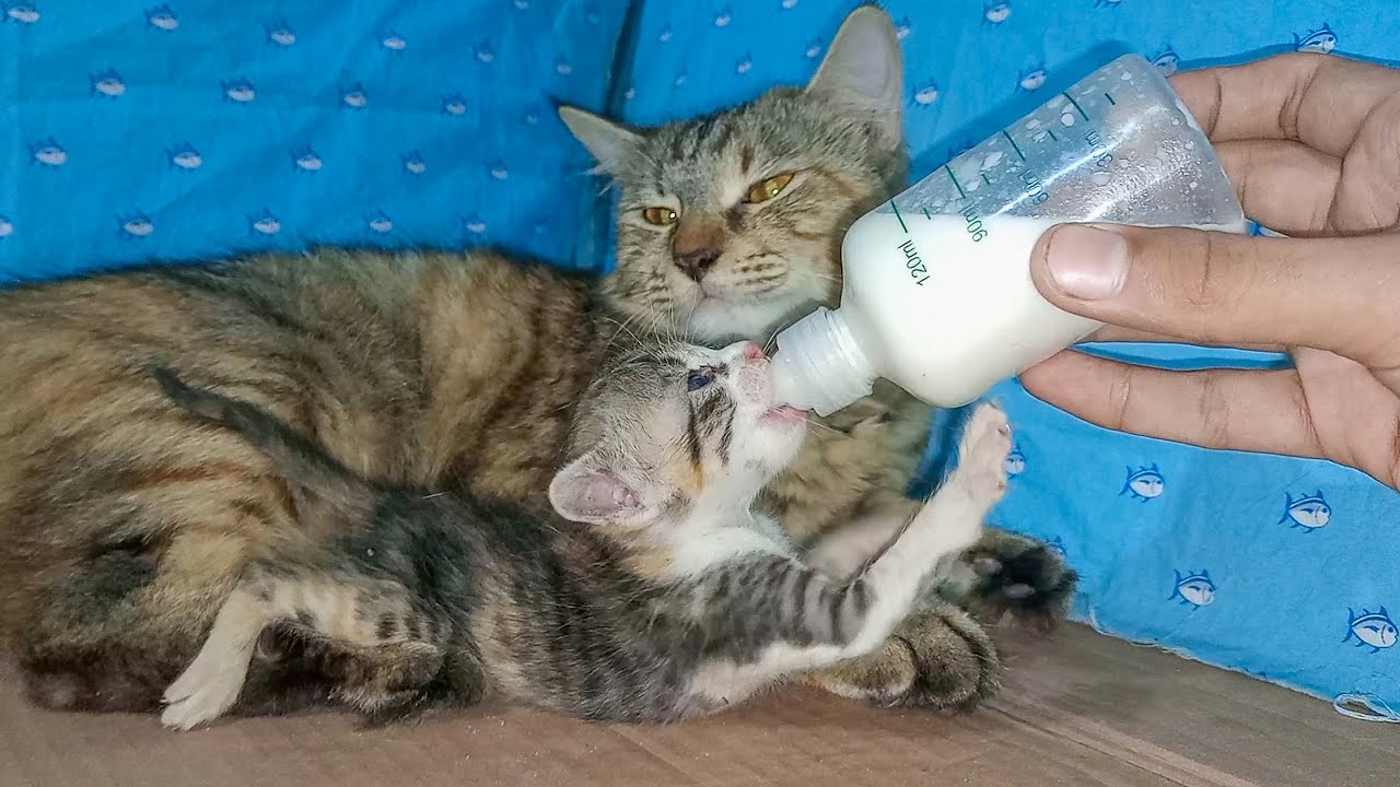 Adopted Kitten is Scared to Feed in front of Big Rescued Cat, POOR KITTEN Nursed by Foster MOM ...