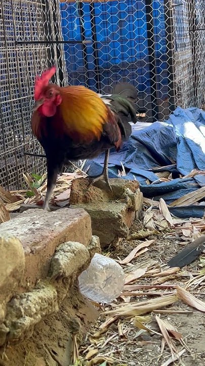 Qaib dib qaib qus txuam #redjunglefowl - YouTube