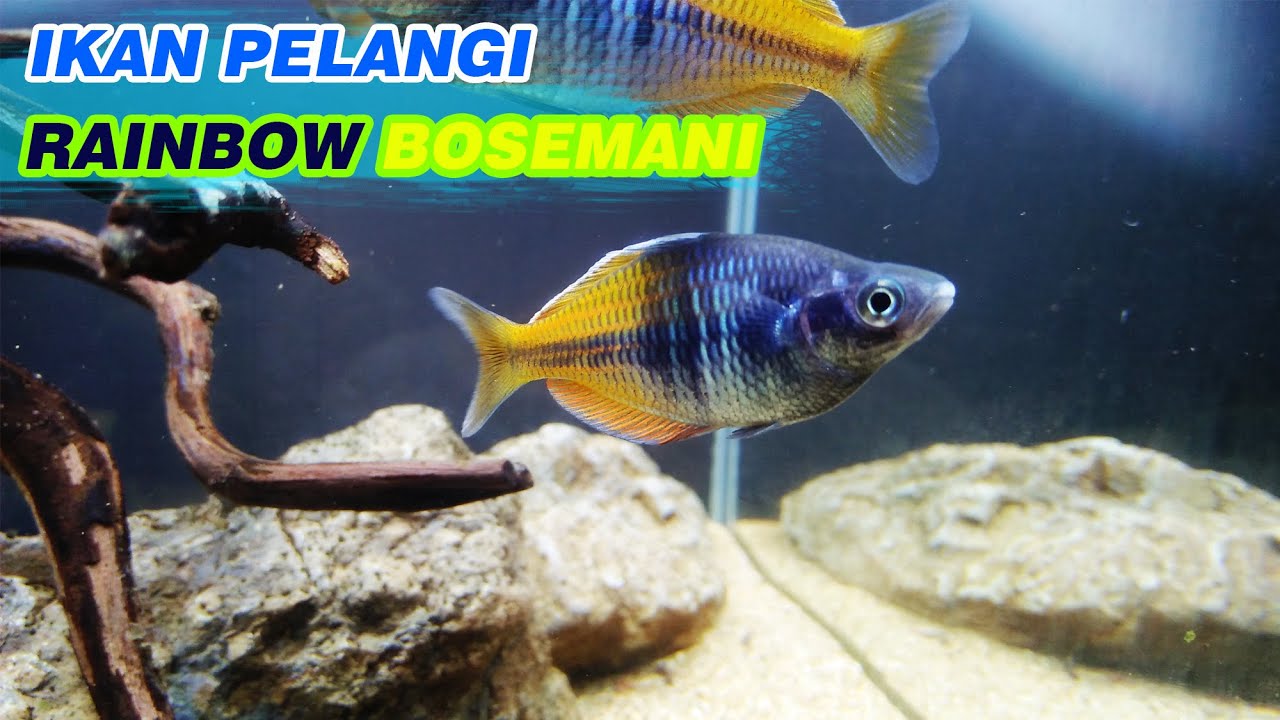IKAN RAINBOW BOSEMANI |sedikit membahas ikan rainbow| - YouTube