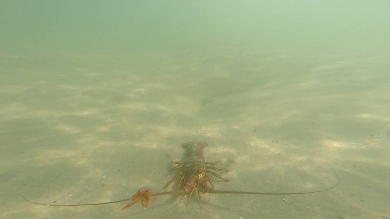 2016 Pelagic Crabs RAT beach Torrance - YouTube