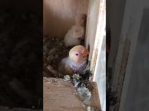 JAVA SPARROW BREEDING PROGRESS #javabirds #javasparrow - YouTube