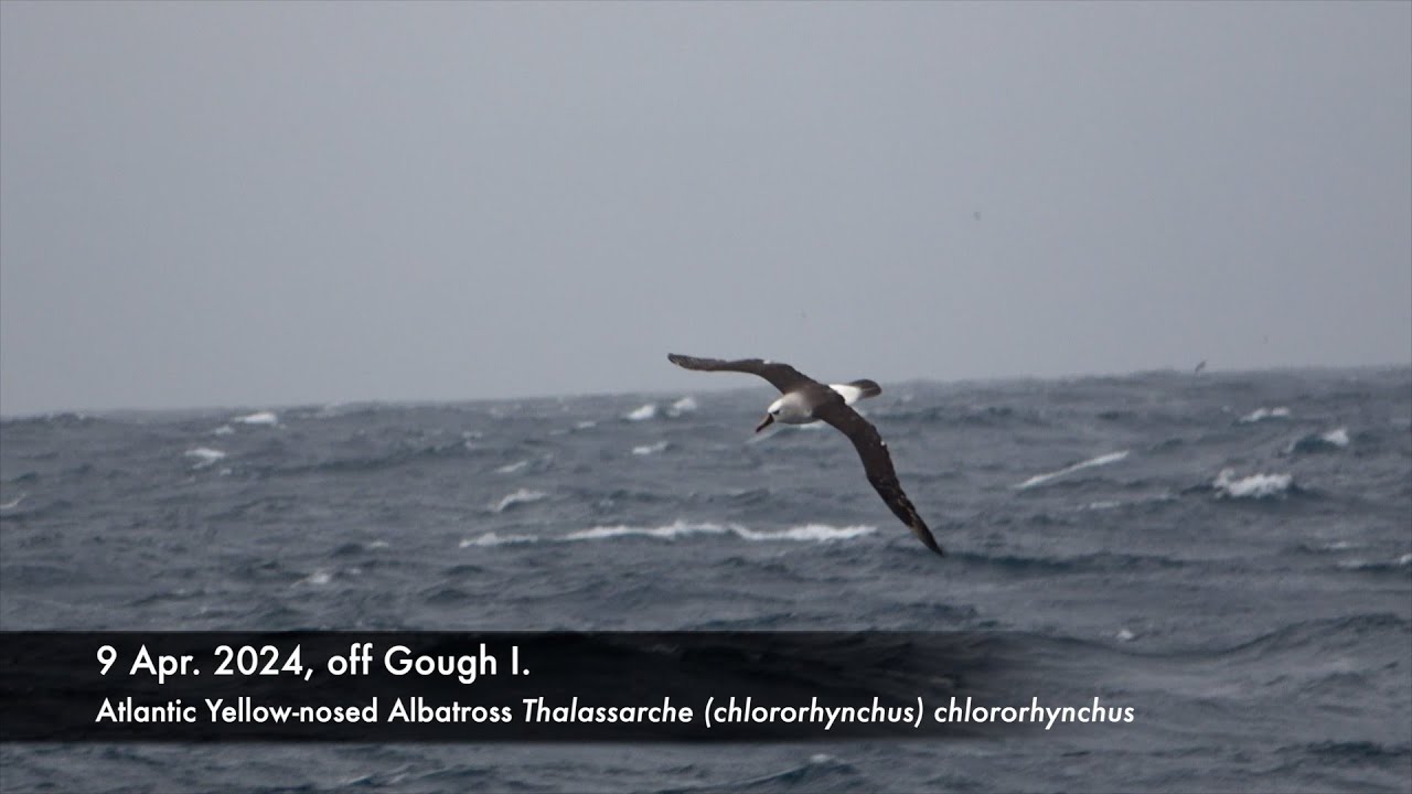 Atlantic Yellow-nosed Albatross, 9-12 Apr. 2024, around Gough and ...
