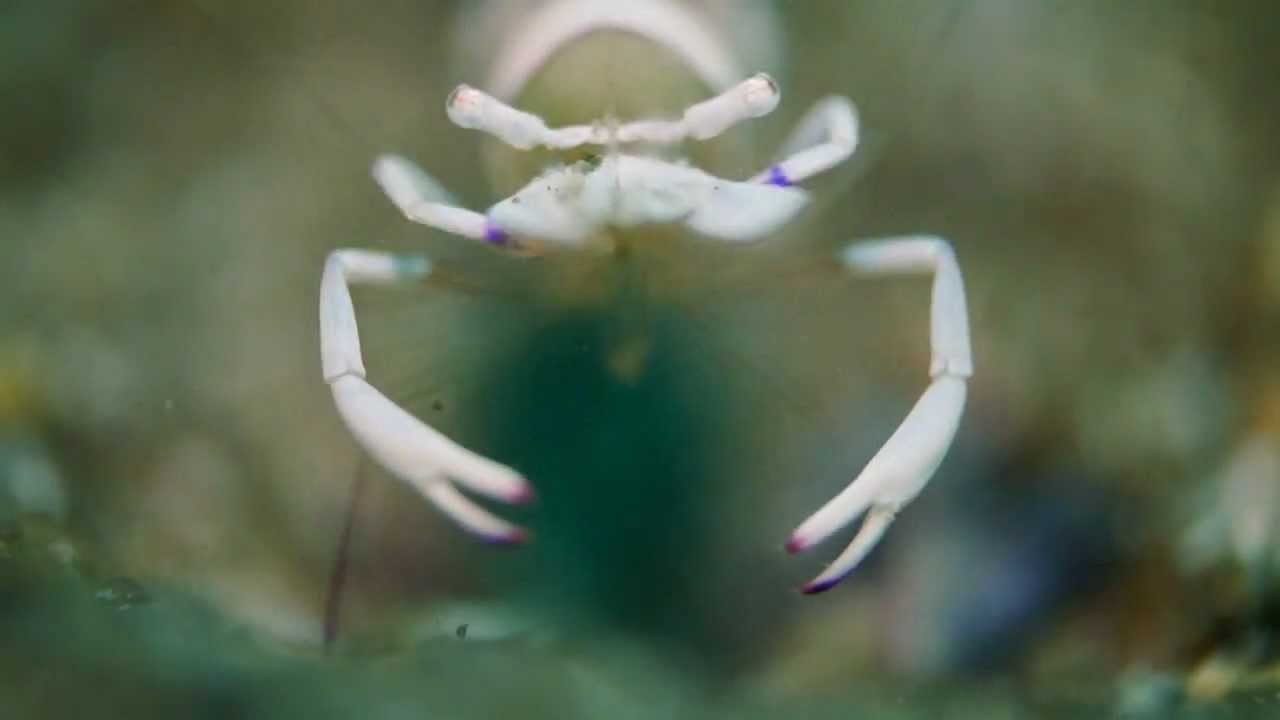 Front Face Commensal Shrimp - YouTube