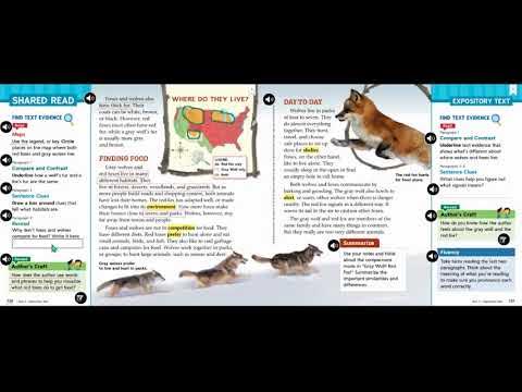 Gray Wolf Red Fox Part 2 - YouTube