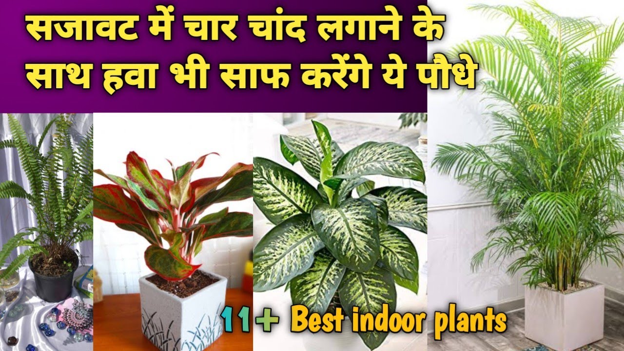 11+ Best Indore Plants🌱 सजावट में चार चांद लगाने के साथ हवा भी साफ ...