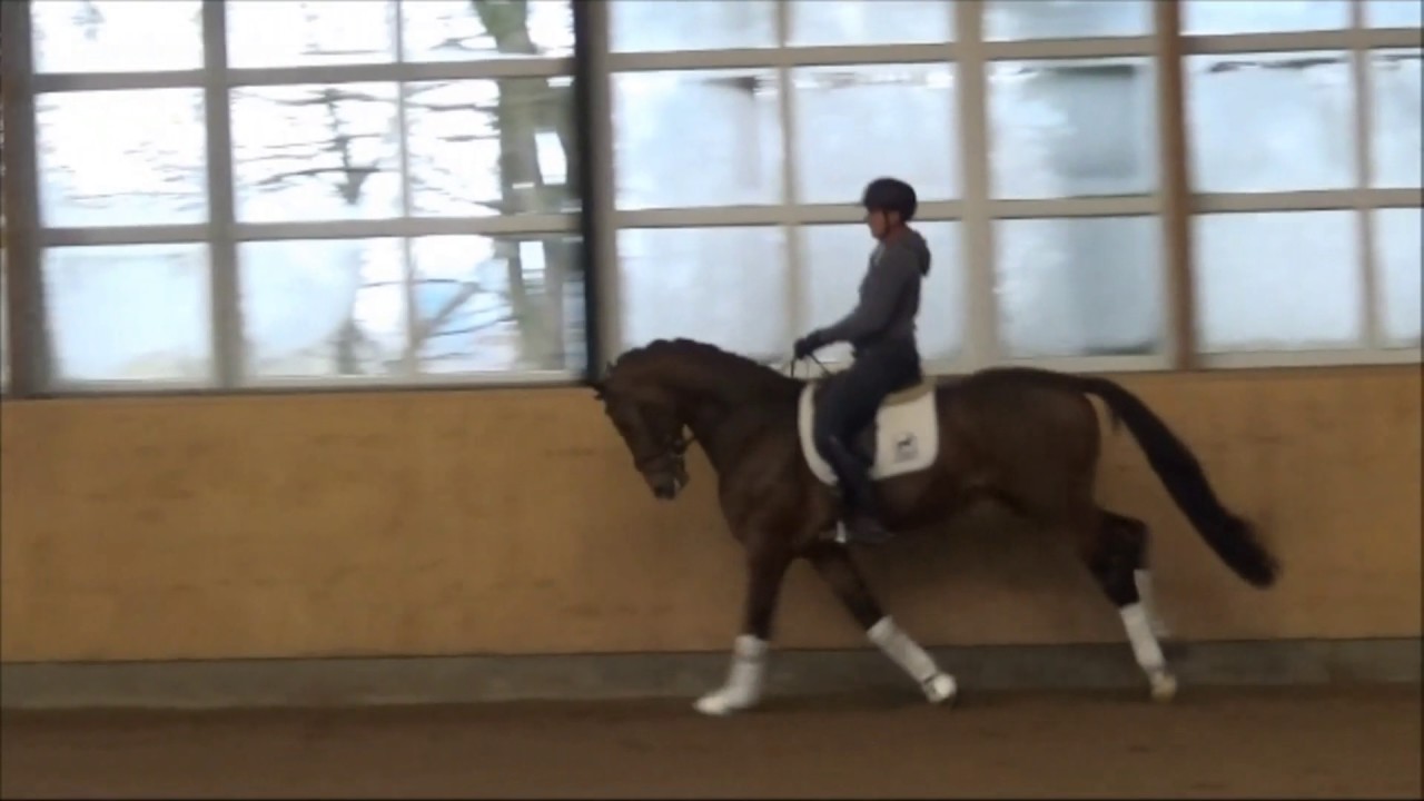 Stallion by Ampere Born 2013Trim - YouTube