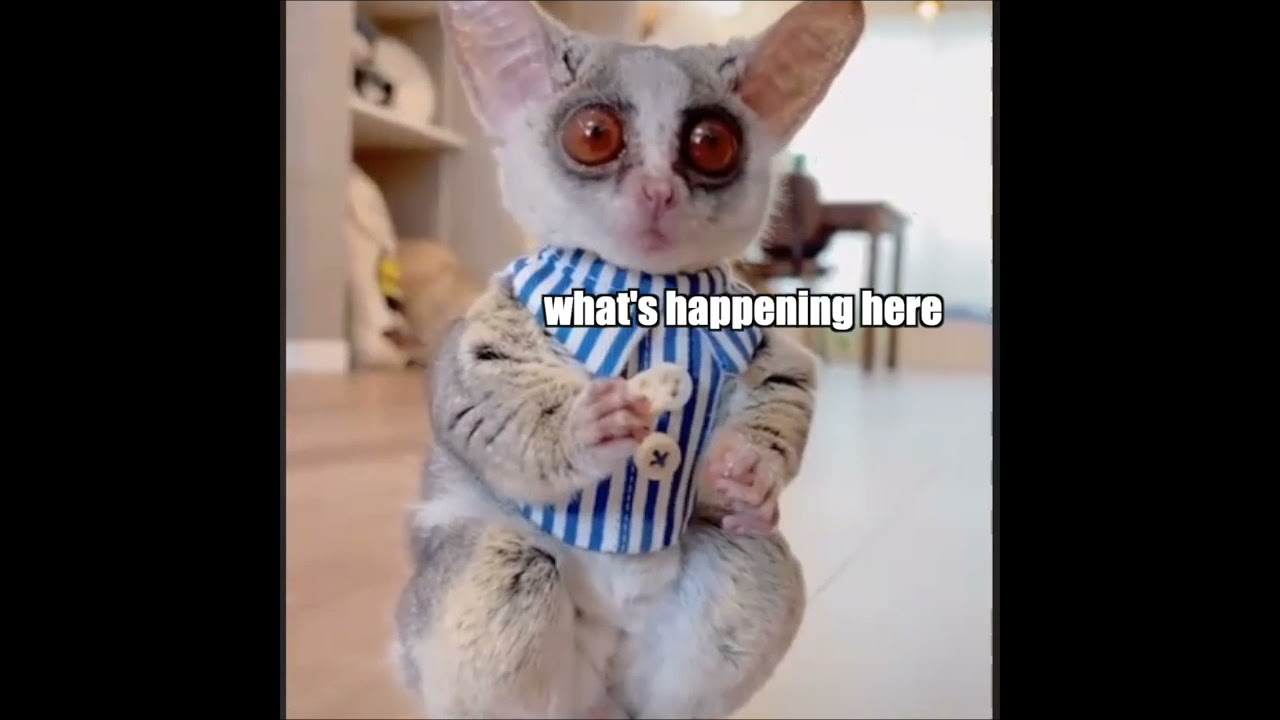 Bush Baby has Existential Crisis - YouTube