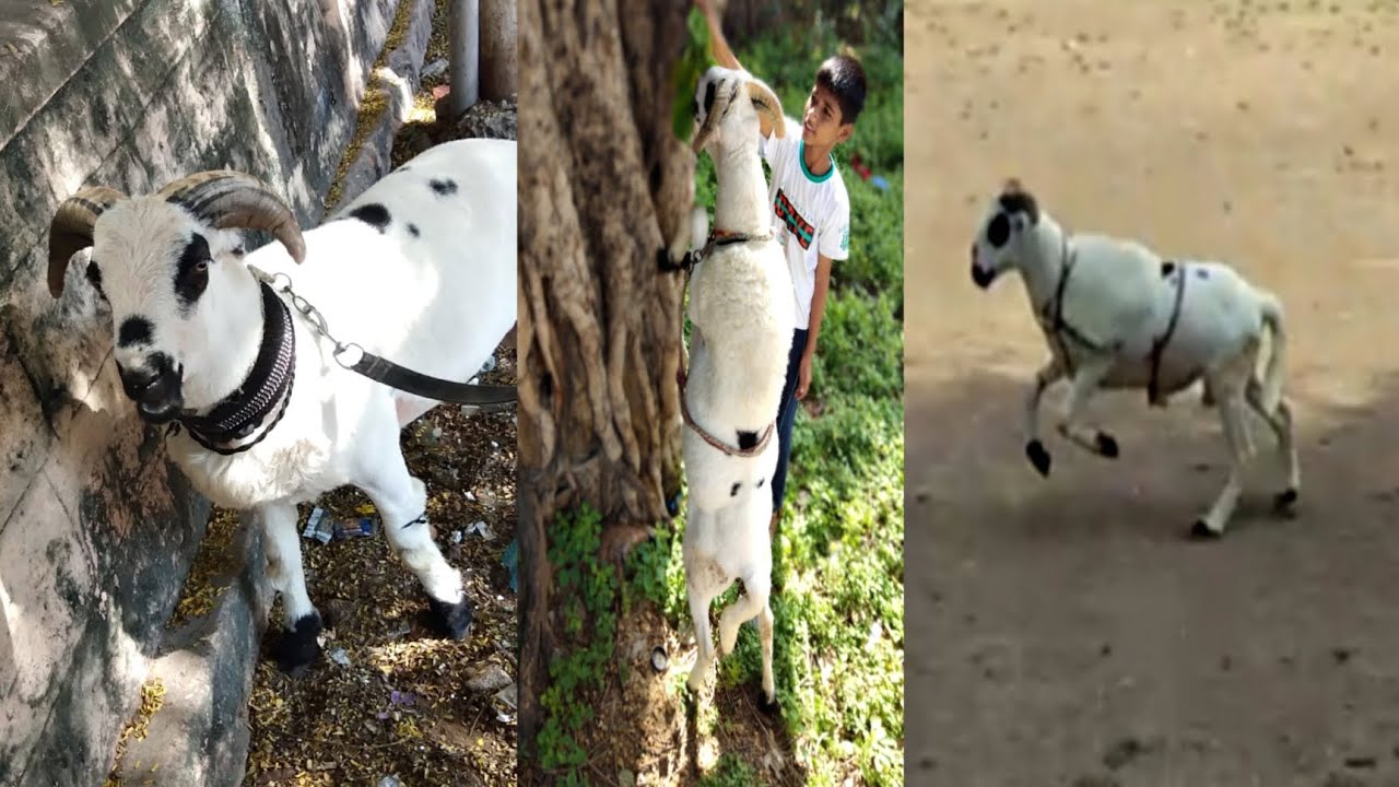 Rampuri Sheep Full Speed Running (SULTAN)🔥#Affu Ali sheep - YouTube