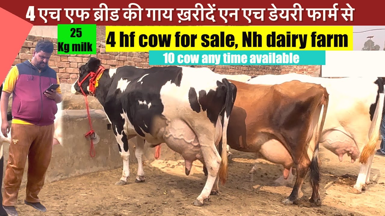 Jersey,Sahiwal,hf, cross breed cow any time available,Nh dairy farm ...