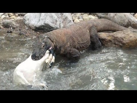 komodo dragons trying to swallow the kid goat whole in the water hole ...