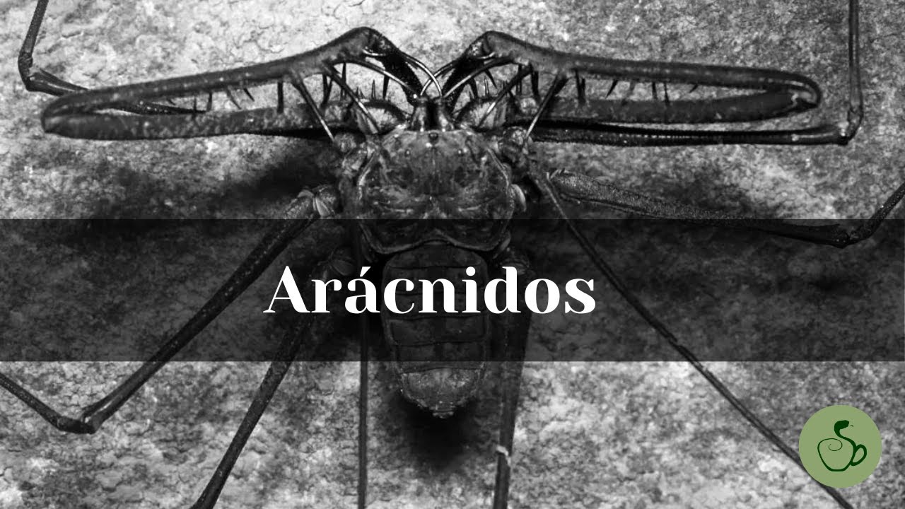 Arañas, escorpiones y amblipigidos | Reserva Natural Cañón del Río ...