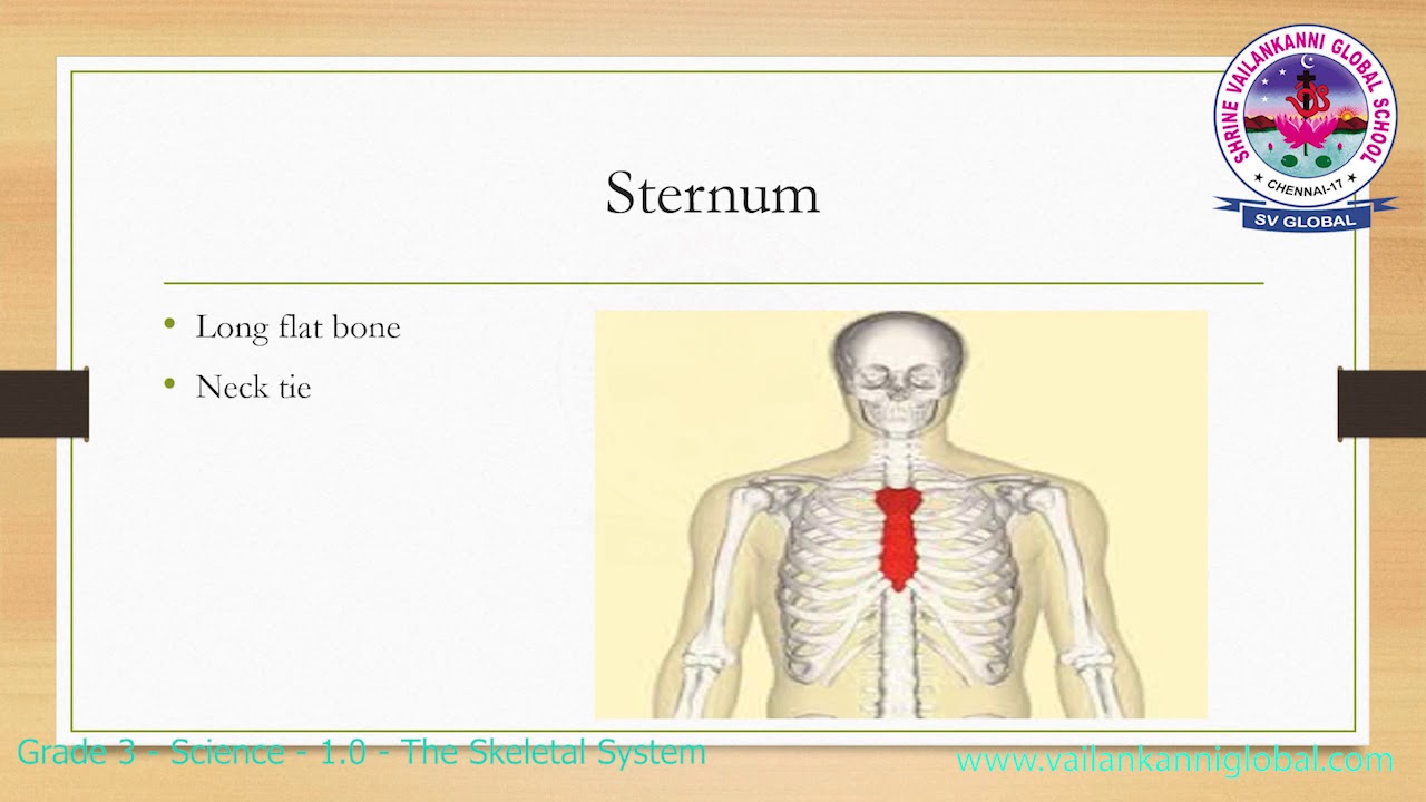 SV Global - Grade 3 - Science - 1.0 - The Skeletal System - YouTube
