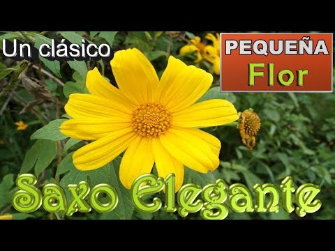 PEQUEÑA FLOR-DE FAUSTO PAPETTI-INSTRUMENTAL SAXO ELEGANTE - YouTube Music