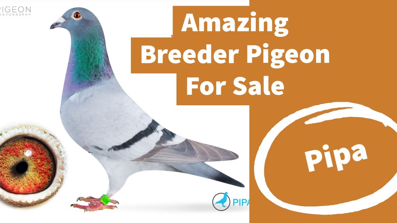 High Level Performer Breeder Racing Pigeon For Sale In Pipa Pigeons ...